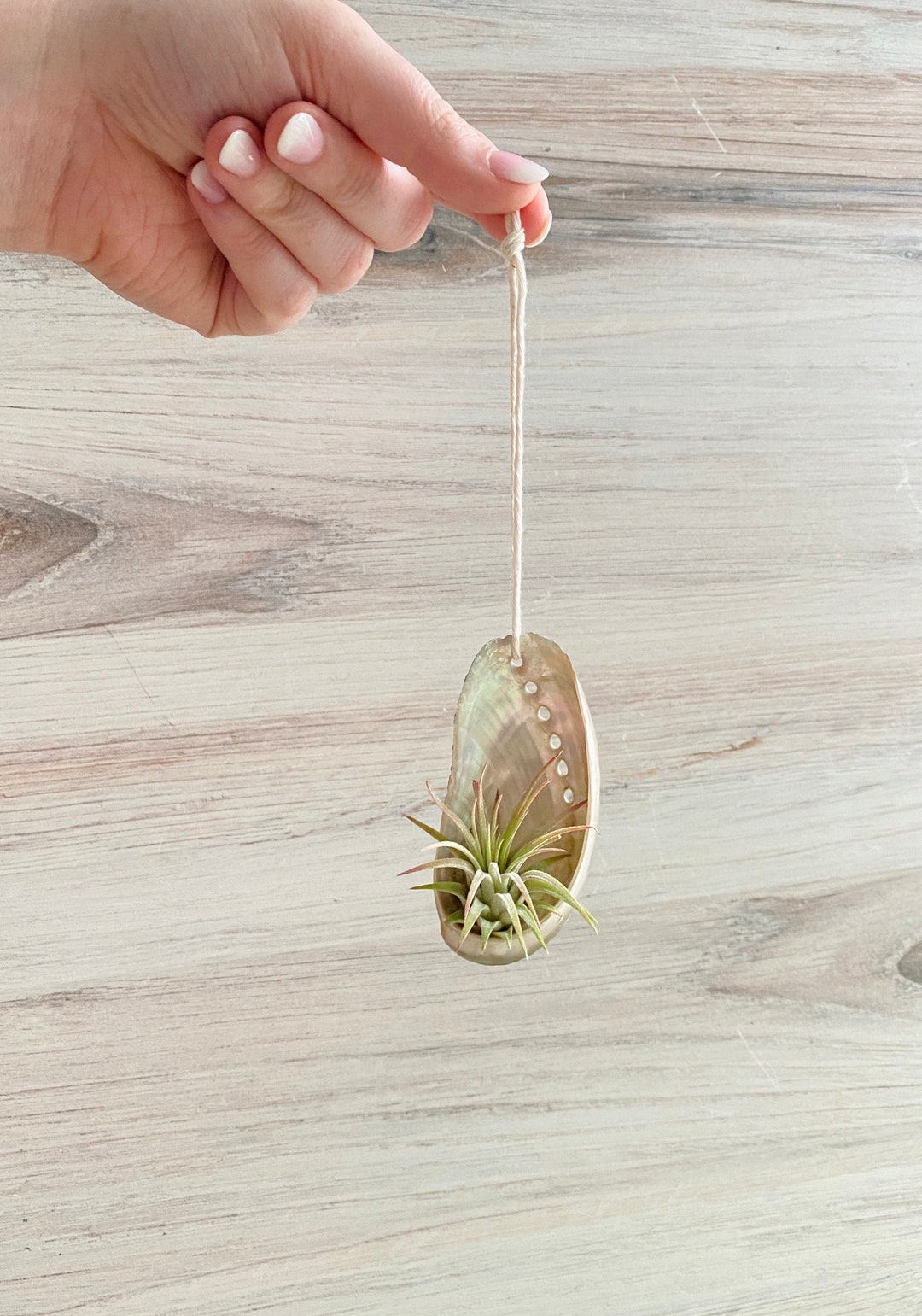 Abalone Shell Air Plant Holder on Rope | Hanging Air Plant Holder | Air ...