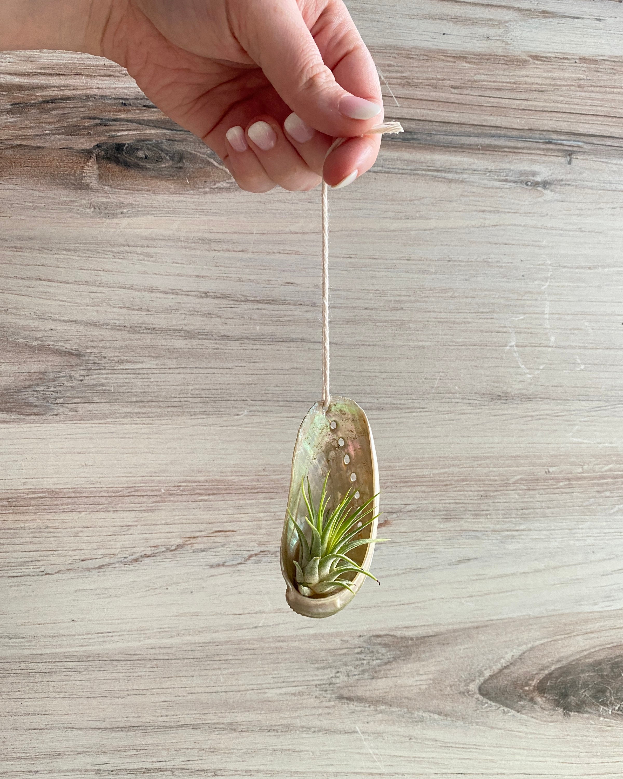 Abalone Shell Air Plant Holder on Rope | Hanging Air Plant Holder | Air ...