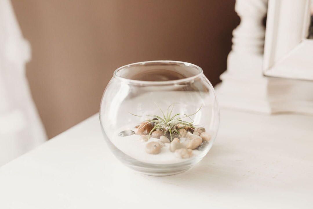 Sand & River Rock Bubble Terrarium Kit With Tillandsia Air Plant - Etsy