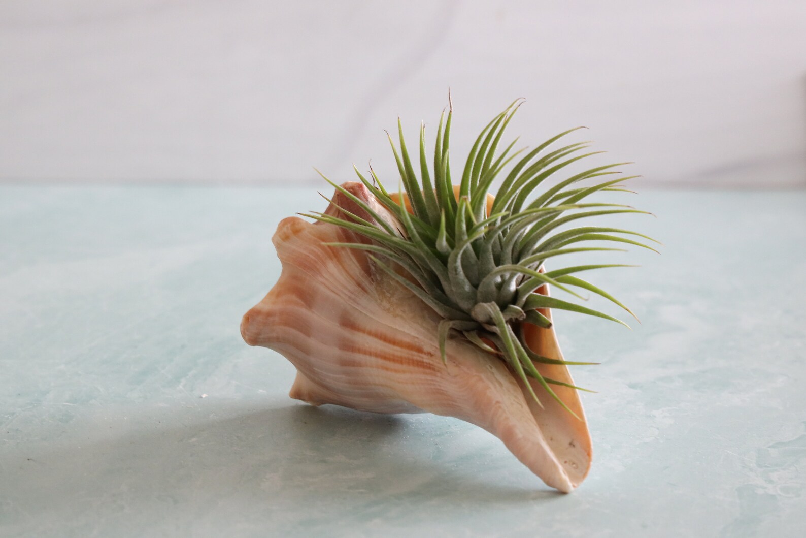5 Conch Shell Air Plant Holder Tillandisia Air Plant - Etsy