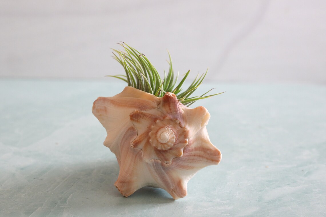 5 Conch Shell Air Plant Holder Tillandisia Air Plant - Etsy