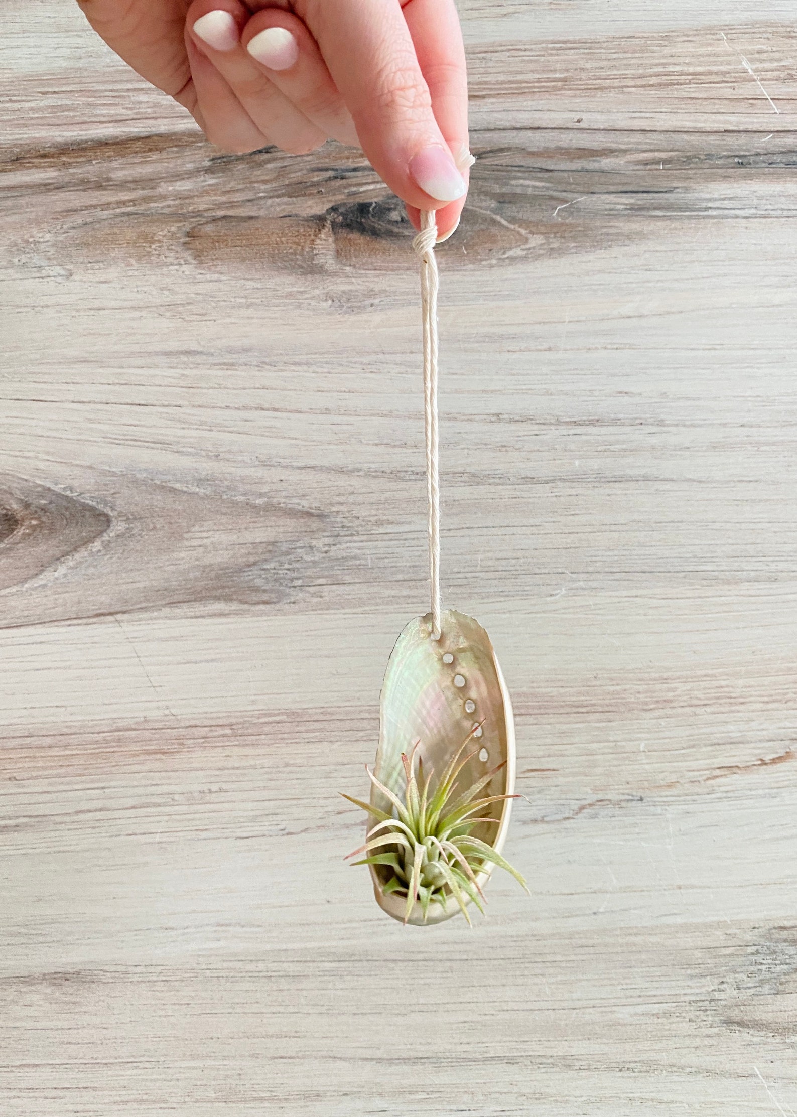 Abalone Shell Air Plant Holder on Rope | Hanging Air Plant Holder | Air ...