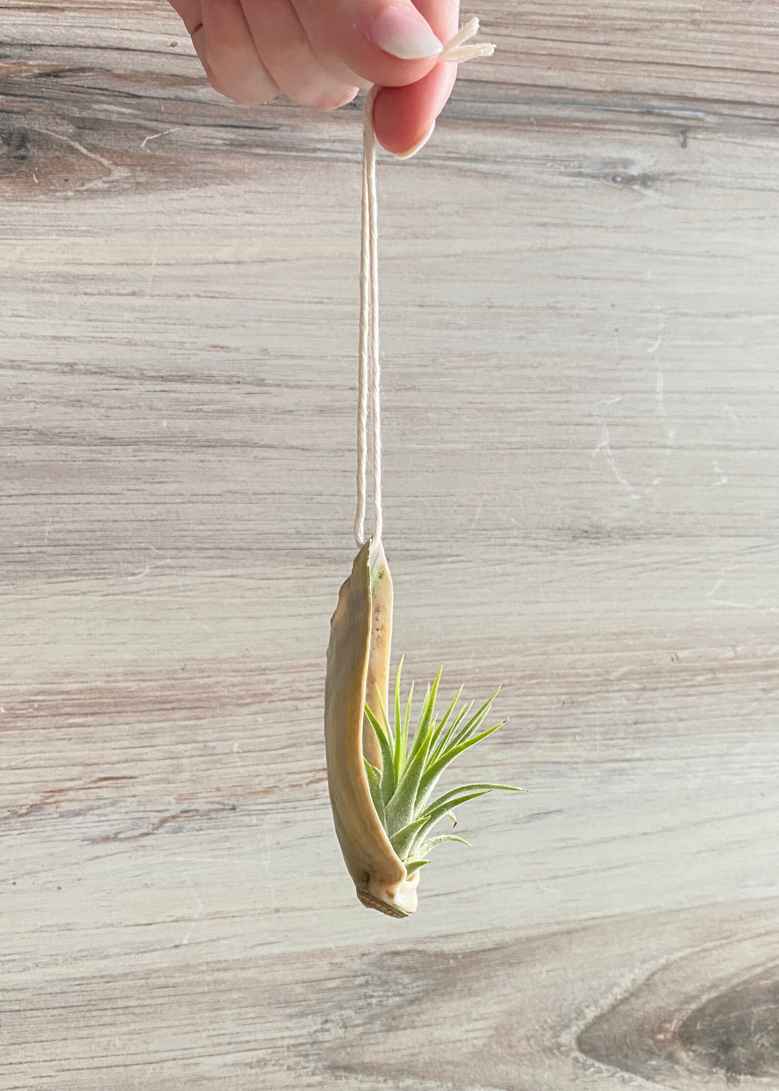 Abalone Shell Air Plant Holder on Rope | Hanging Air Plant Holder | Air ...