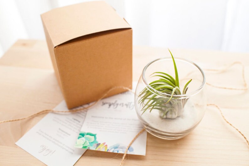 Mini Sand Terrarium Kit With Tillandsia Air Plant - Etsy