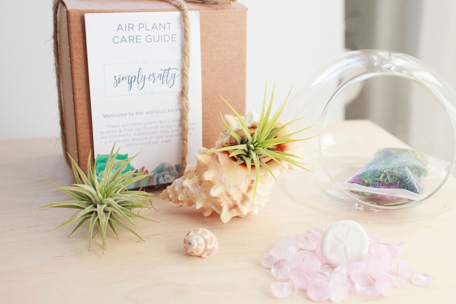 Shell Air Plant Gift Air Plant Gift Set Tillandsia Air - Etsy