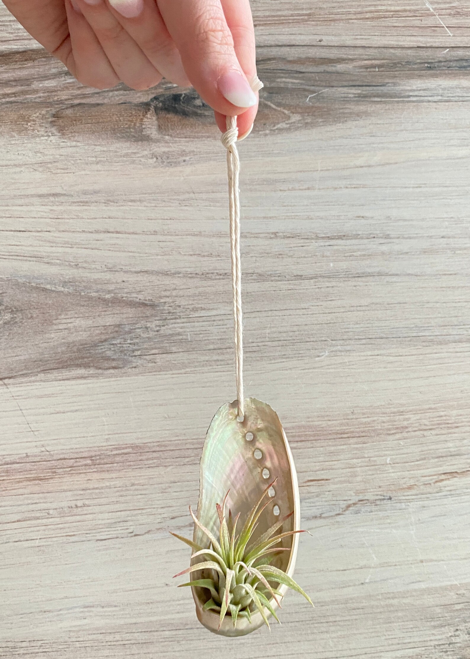 Abalone Shell Air Plant Holder on Rope | Hanging Air Plant Holder | Air ...