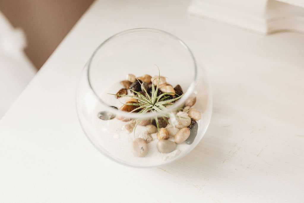 Sand & River Rock Bubble Terrarium Kit With Tillandsia Air Plant - Etsy