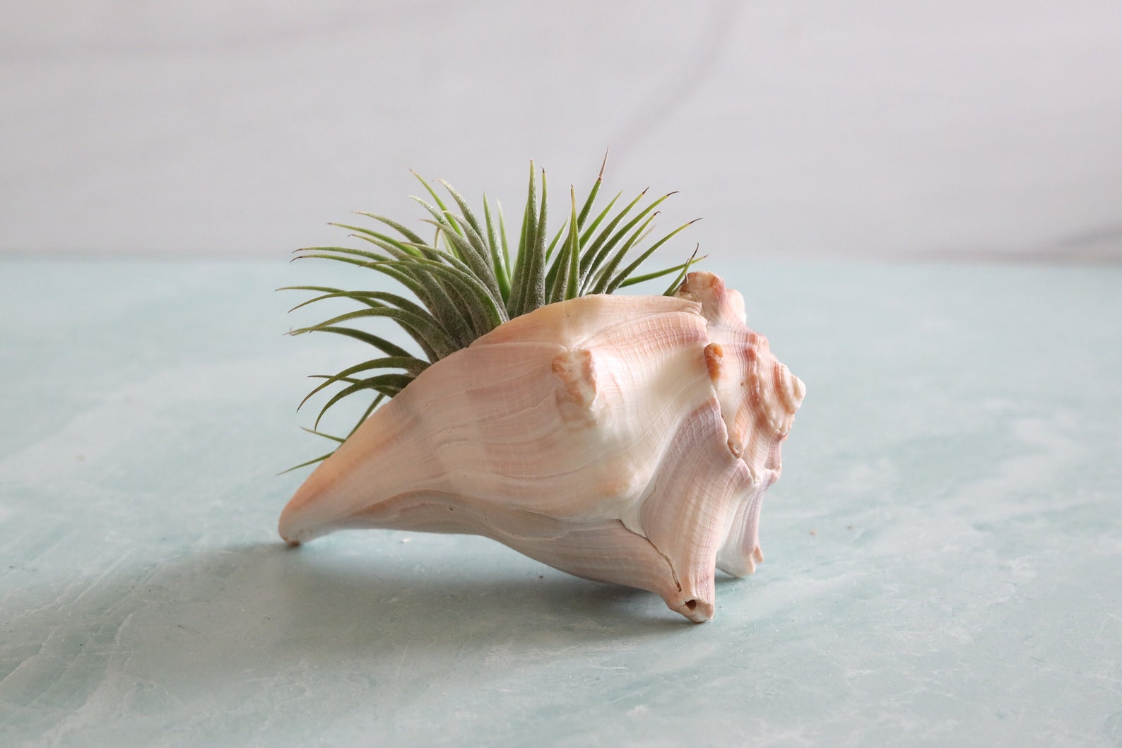 5 Conch Shell Air Plant Holder Tillandisia Air Plant - Etsy