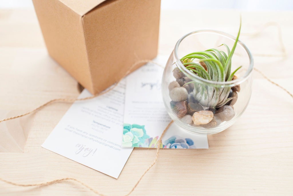 Mini River Rock Terrarium Kit with Tillandsia Air Plant | Etsy