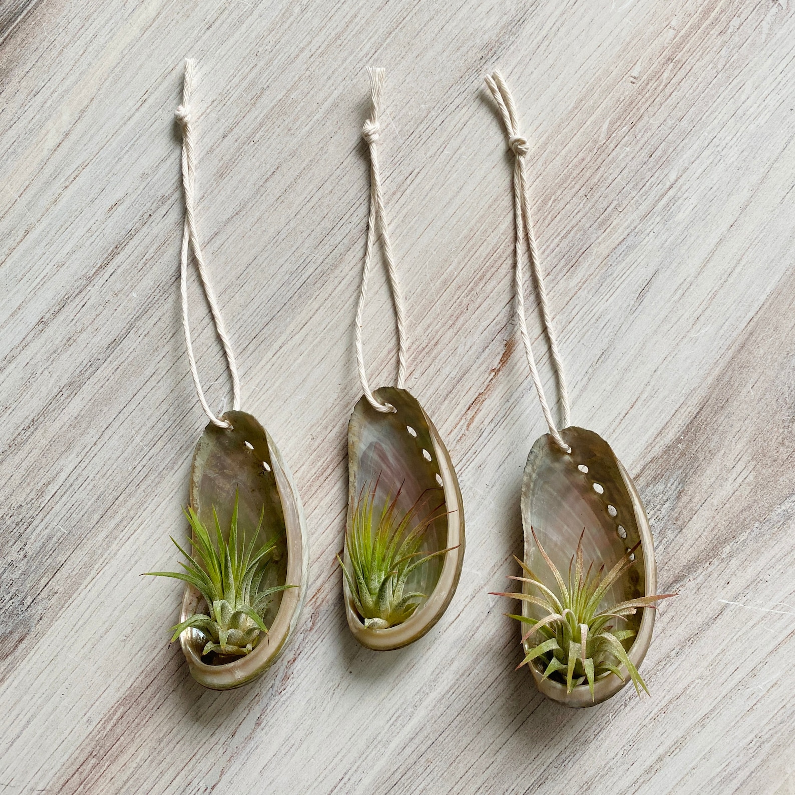 Abalone Shell Air Plant Holder on Rope | Hanging Air Plant Holder | Air ...