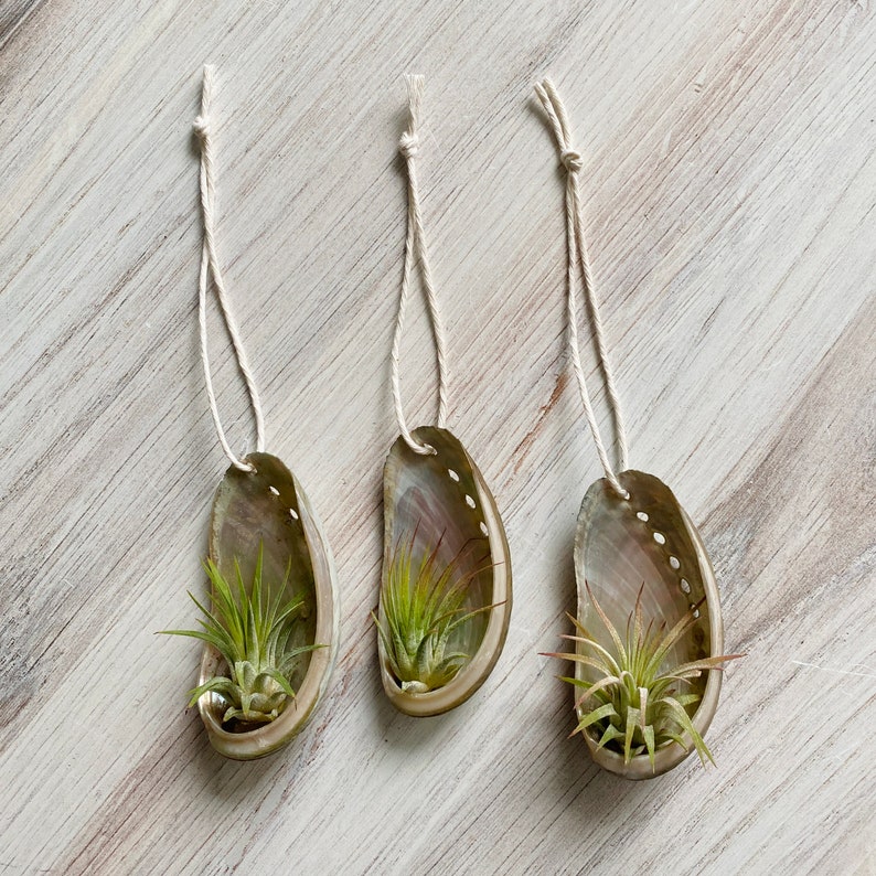 Abalone Shell Air Plant Holder on Rope | Hanging Air Plant Holder | Air ...
