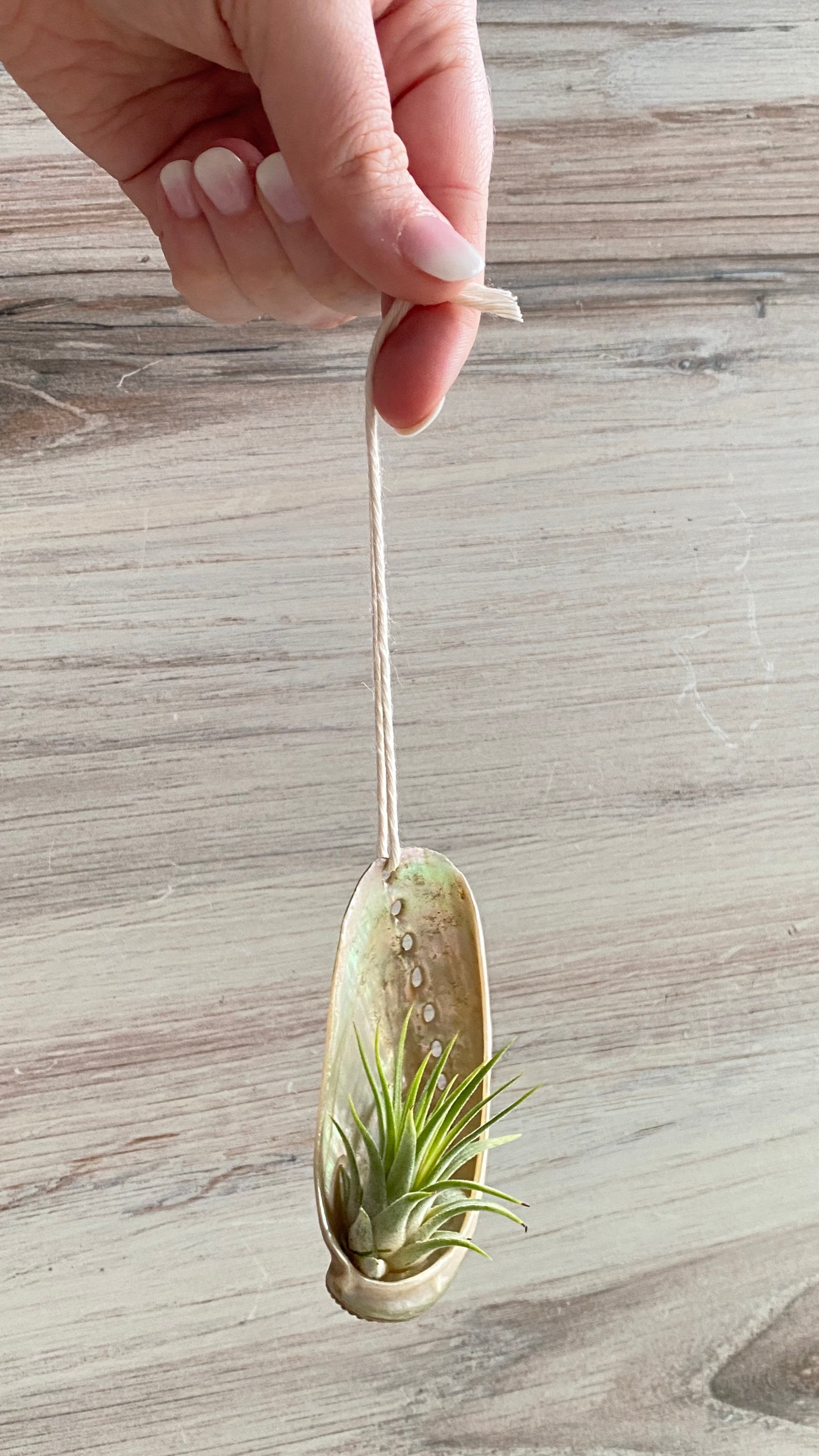 Abalone Shell Air Plant Holder on Rope | Hanging Air Plant Holder | Air ...