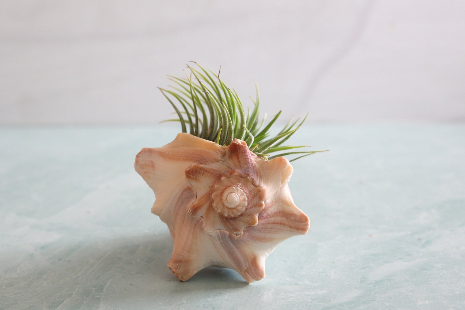 5 Conch Shell Air Plant Holder Tillandisia Air Plant - Etsy