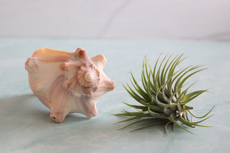 5 Conch Shell Air Plant Holder Tillandisia Air Plant - Etsy