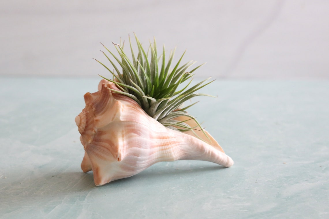 5 Conch Shell Air Plant Holder Tillandisia Air Plant - Etsy
