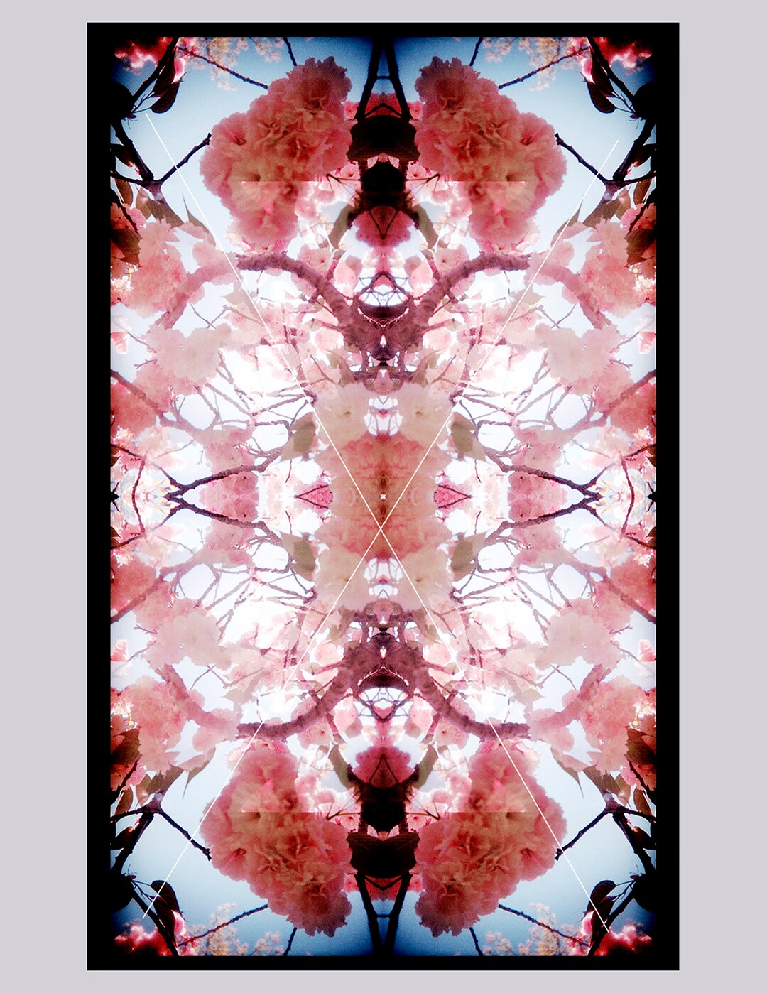Exploding Cherry Blossoms Fine Art Print 17x22 Inches - Etsy