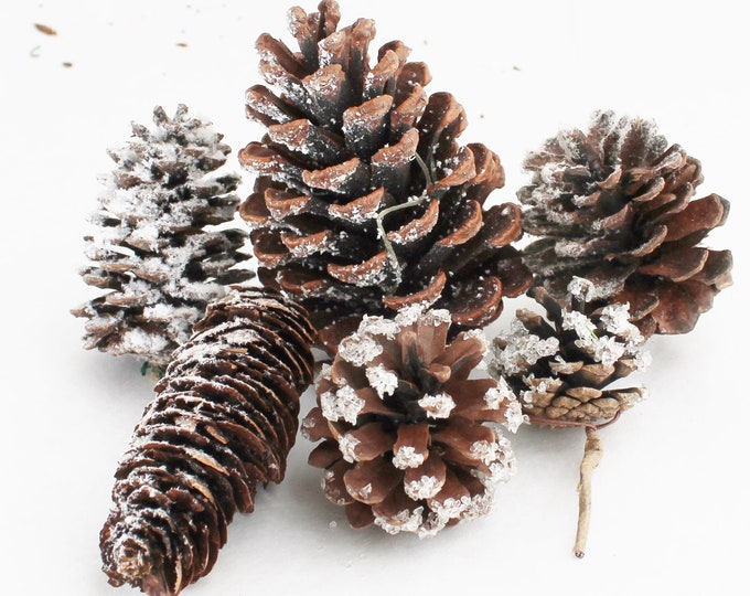 6 Iced Pine Cones for Winter Decor | Natural Pine Cones | Winter ...