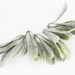 Frosted Mistletoe Leaves | Artificial Mistletoe for Christmas Decor ...