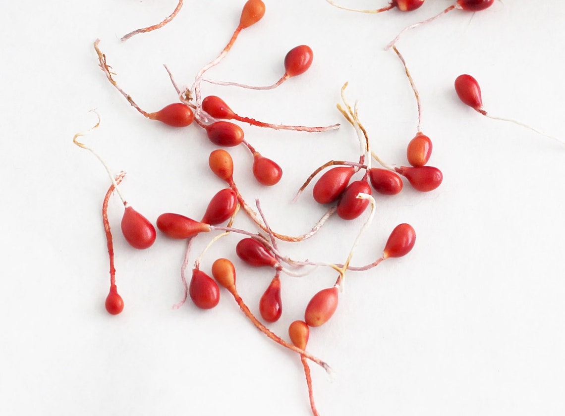 Orange & Red Pip Berries | Fall Berries | Single Pip Berry | Flower ...