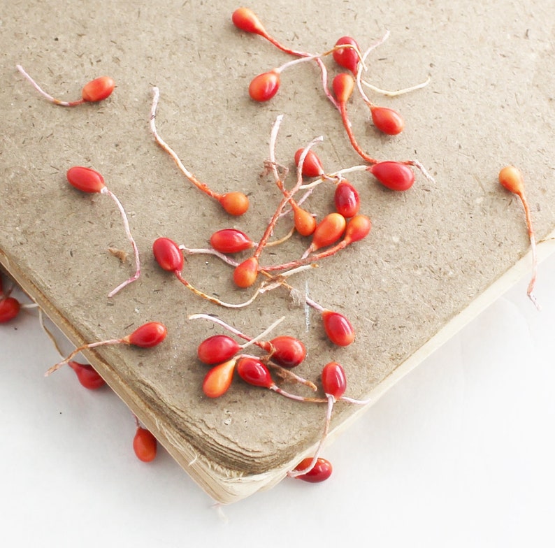 Orange & Red Pip Berries | Fall Berries | Single Pip Berry | Flower ...