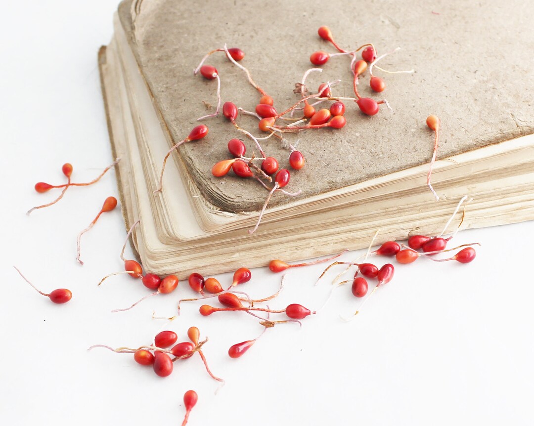 Orange & Red Pip Berries | Fall Berries | Single Pip Berry | Flower ...