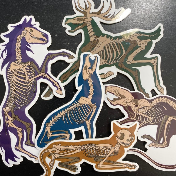 Animal Skeleton - Etsy