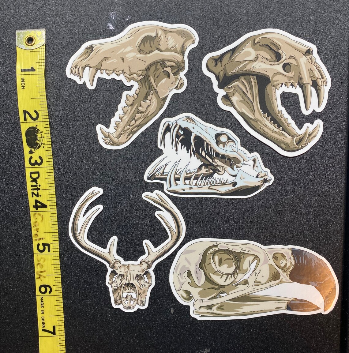 Animal Skulls Sticker Set - Etsy