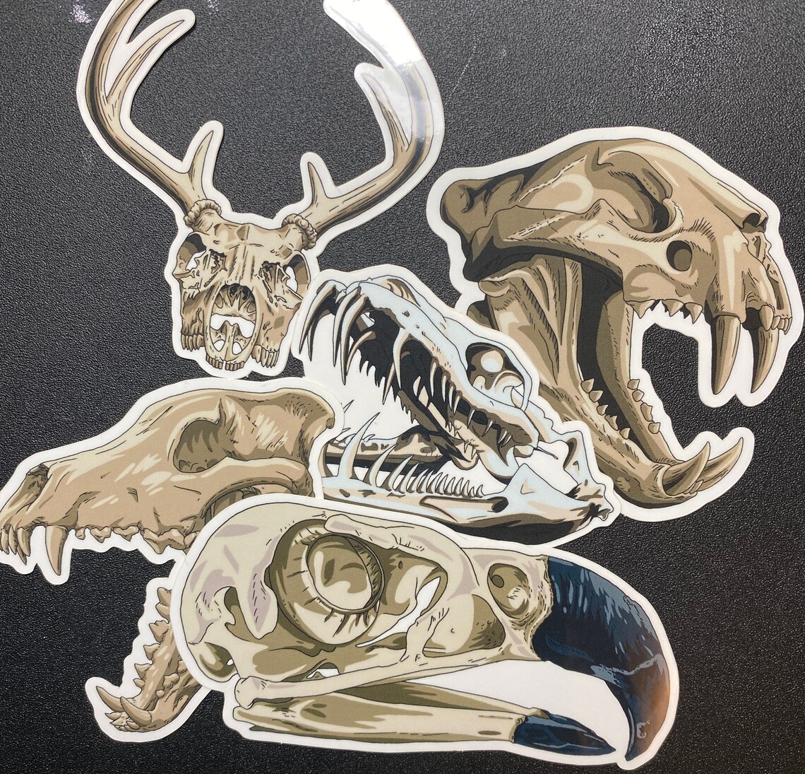 Animal Skulls Sticker Set - Etsy