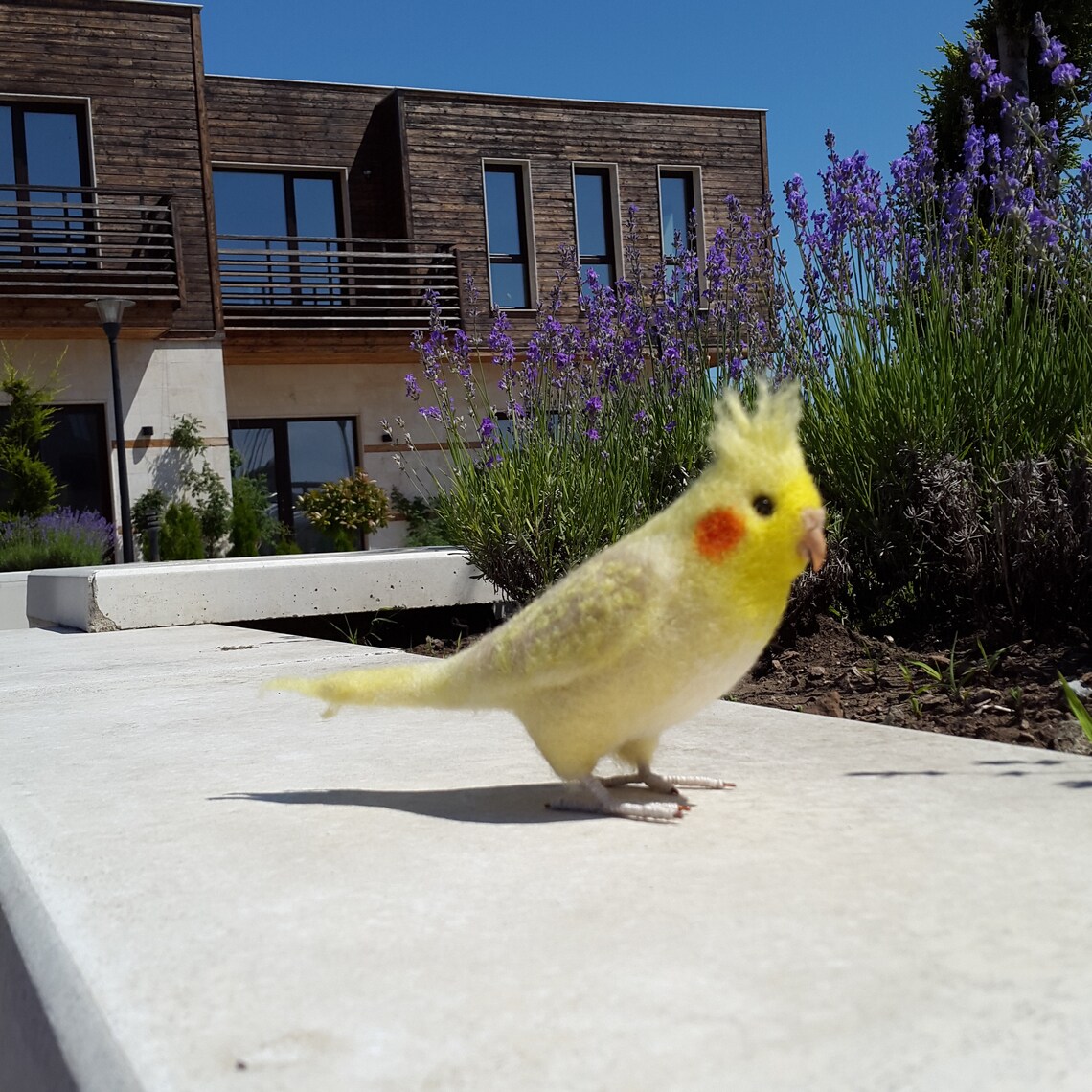 Parrot Cockatiel Needle Felted Birds Felted Birds Felted - Etsy