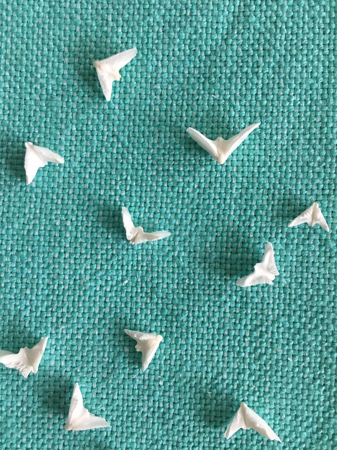 Sand Dollar Doves~craft Doves~beach Wedding~bird Craft Supplies~inside ...