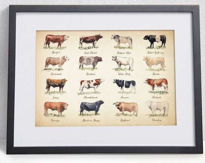 Cattle Breeds Print of Original Watercolour Painting | Farmer Gift ...