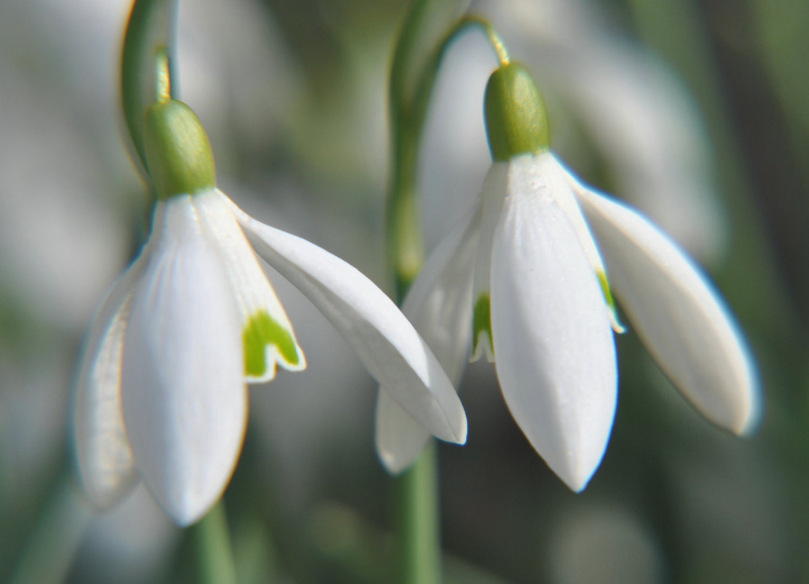 Snowdrops "the End of Winter" an A4 Photographic Print (11.75 X 8.5 ...