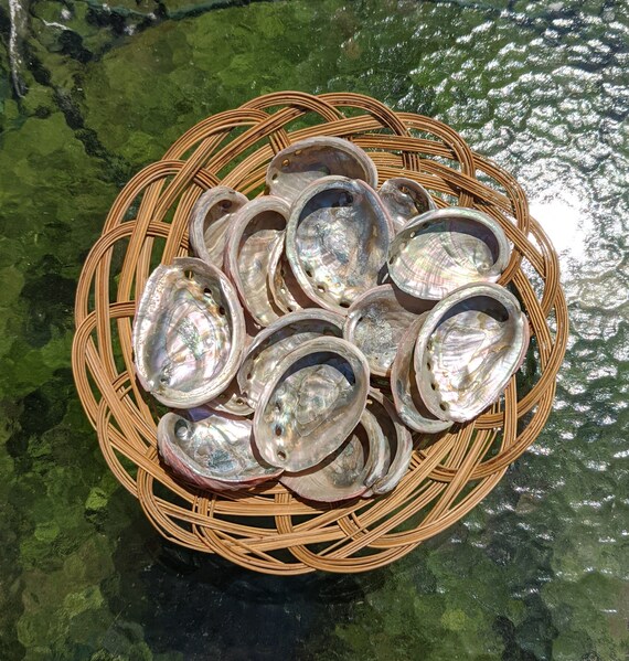 Pink Abalone Sea Shell One Side Polished 3 4 | Etsy