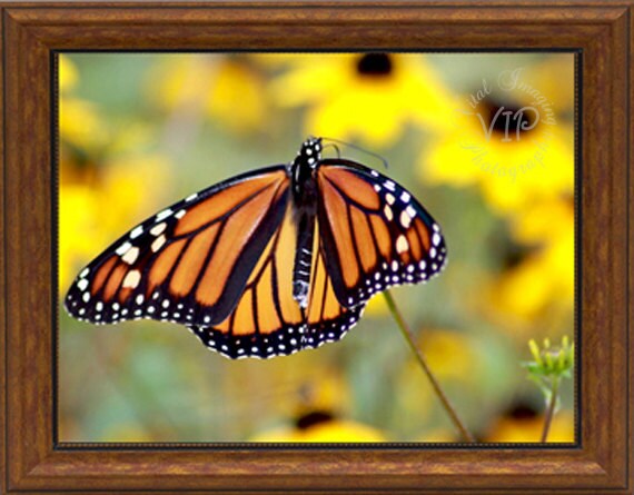 Monarch Butterfly Digital Download Photo by Vital Imaging | Etsy