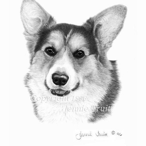 WELSH CORGI Dog Pencil Drawing Art Print by Artist DJ Rogers | Etsy