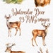 Retro Watercolor Deer Clipart, Vintage Woodland Animal Graphics ...