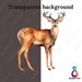 Retro Watercolor Deer Clipart, Vintage Woodland Animal Graphics ...