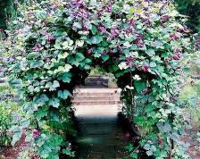 Purple Hyacinth Bean Vine, Flower Vine, Purple Flower Vine, Climbing ...