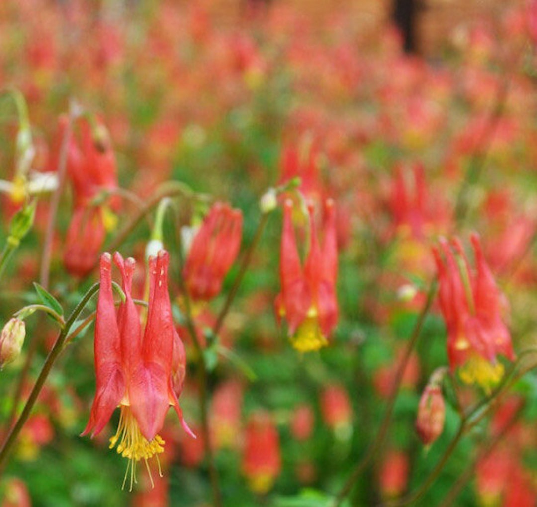 Eastern Columbine Seeds, Aquilegia Canadensis Seeds, Pollinator Seeds ...