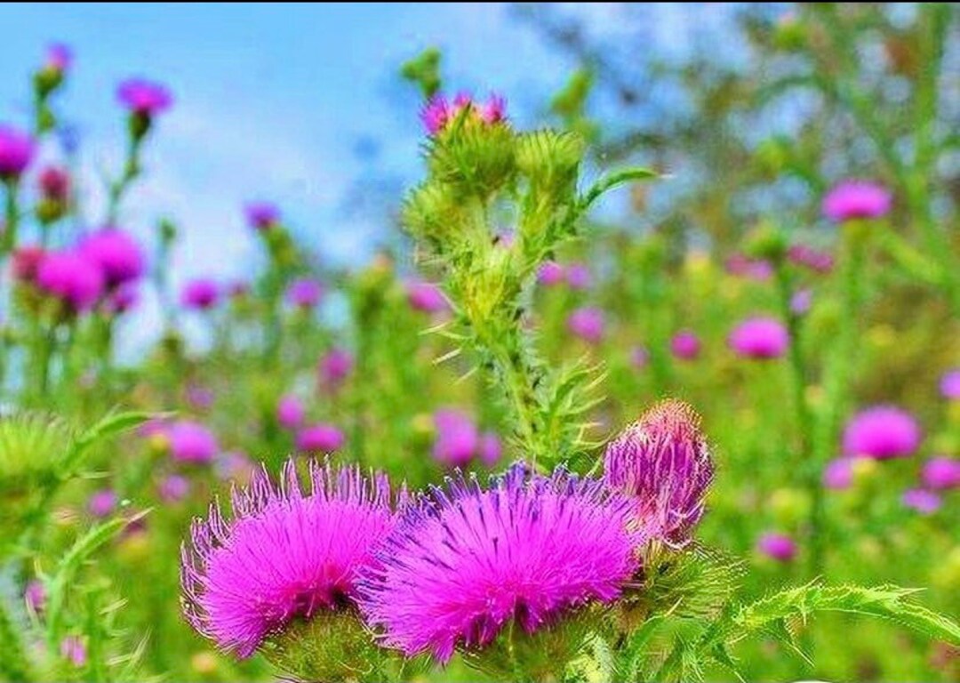 Milk Thistle Seeds-pollinator Friendly, Drought Tolerant, Non-gmo Seeds ...