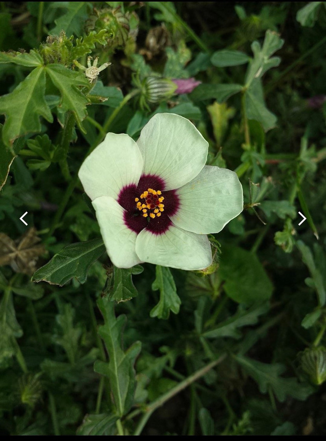 Flower of an Hour (hibiscus Trionum) Seeds- Annual Hibiscus, Non-gmo ...