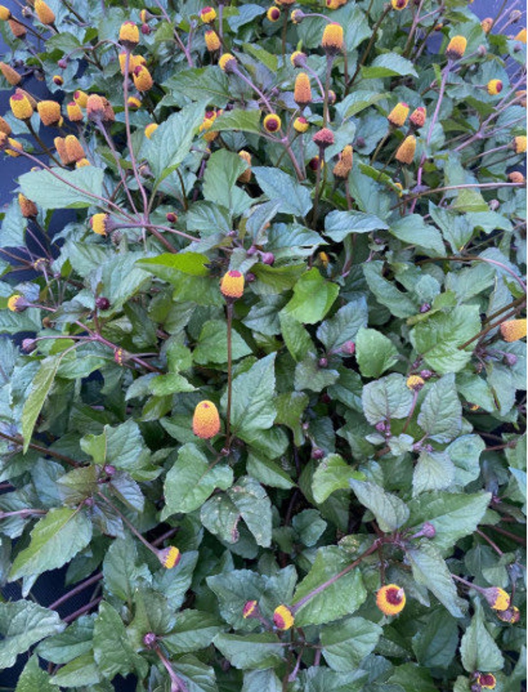 Spilanthes Seeds, Toothache Plant Seeds, Buzzbutton Seeds - Etsy