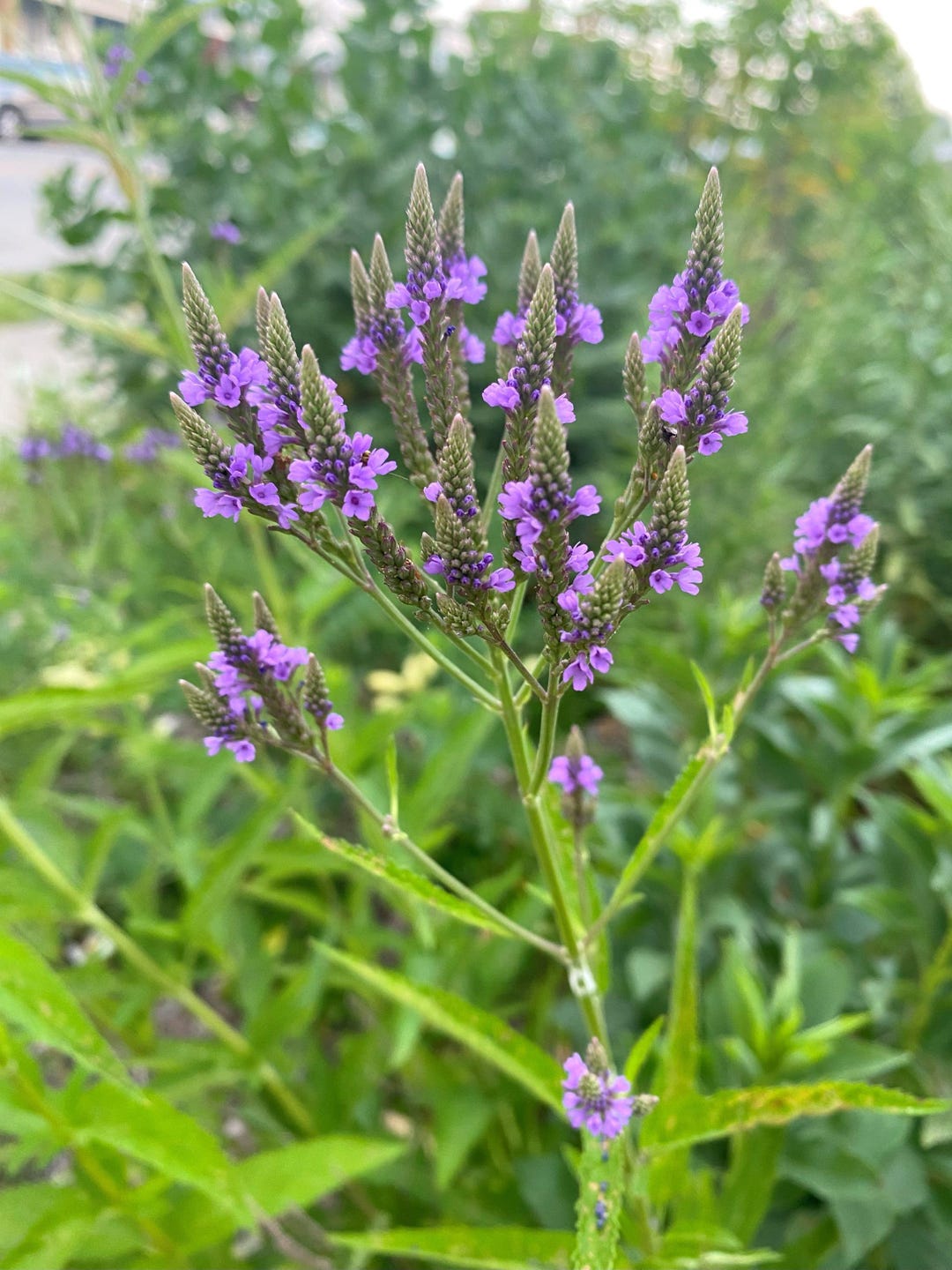 Vervain Seeds~perennial Flower, Heirloom Herb Seed, Pollinator Friendly ...