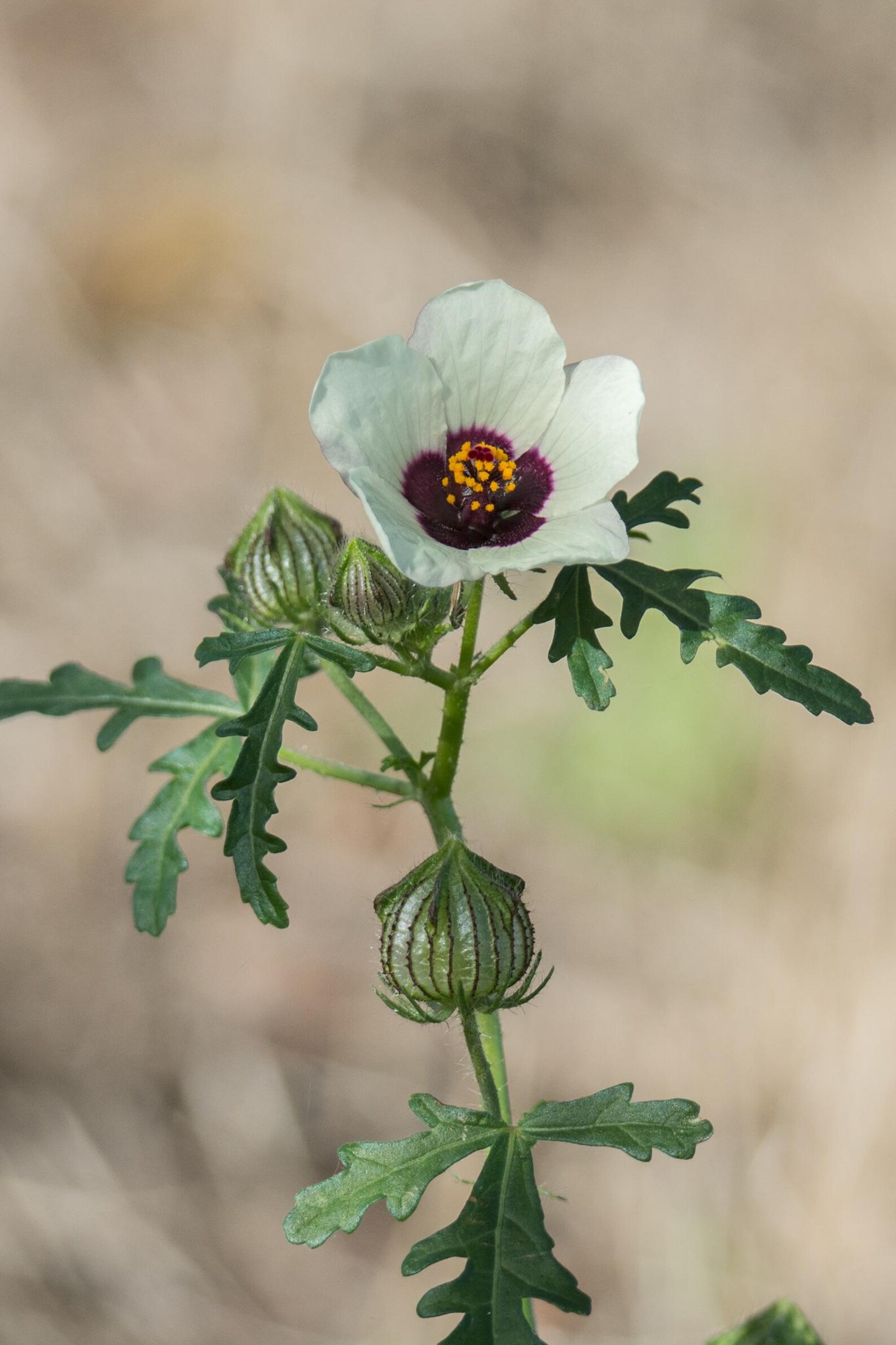 Flower of an Hour (hibiscus Trionum) Seeds- Annual Hibiscus, Non-gmo ...