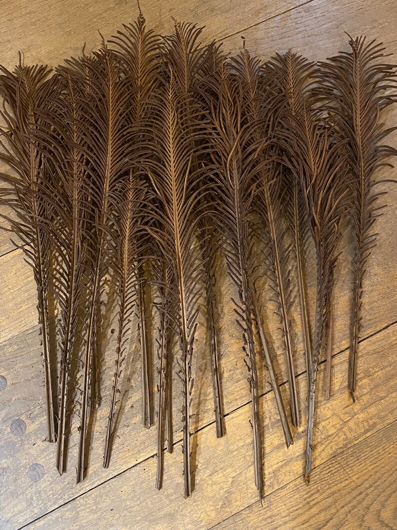 Dried Ostrich Fern Fronds, Fern Fronds, Fidflehead Fronds, Wild Fern ...