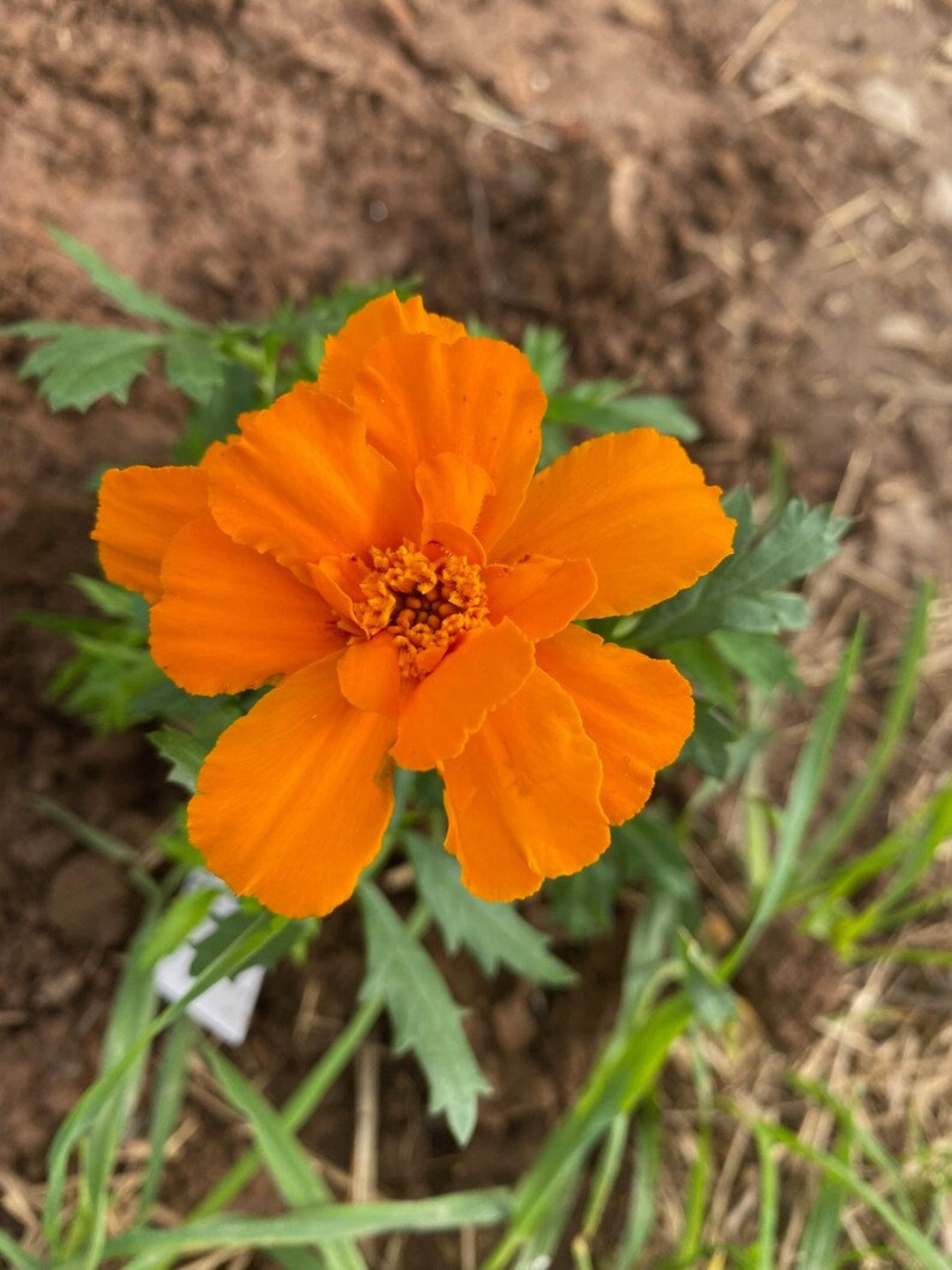 Durango Gold Marigold Seeds, Orange Flowers, Annual Flowers, Marigold ...