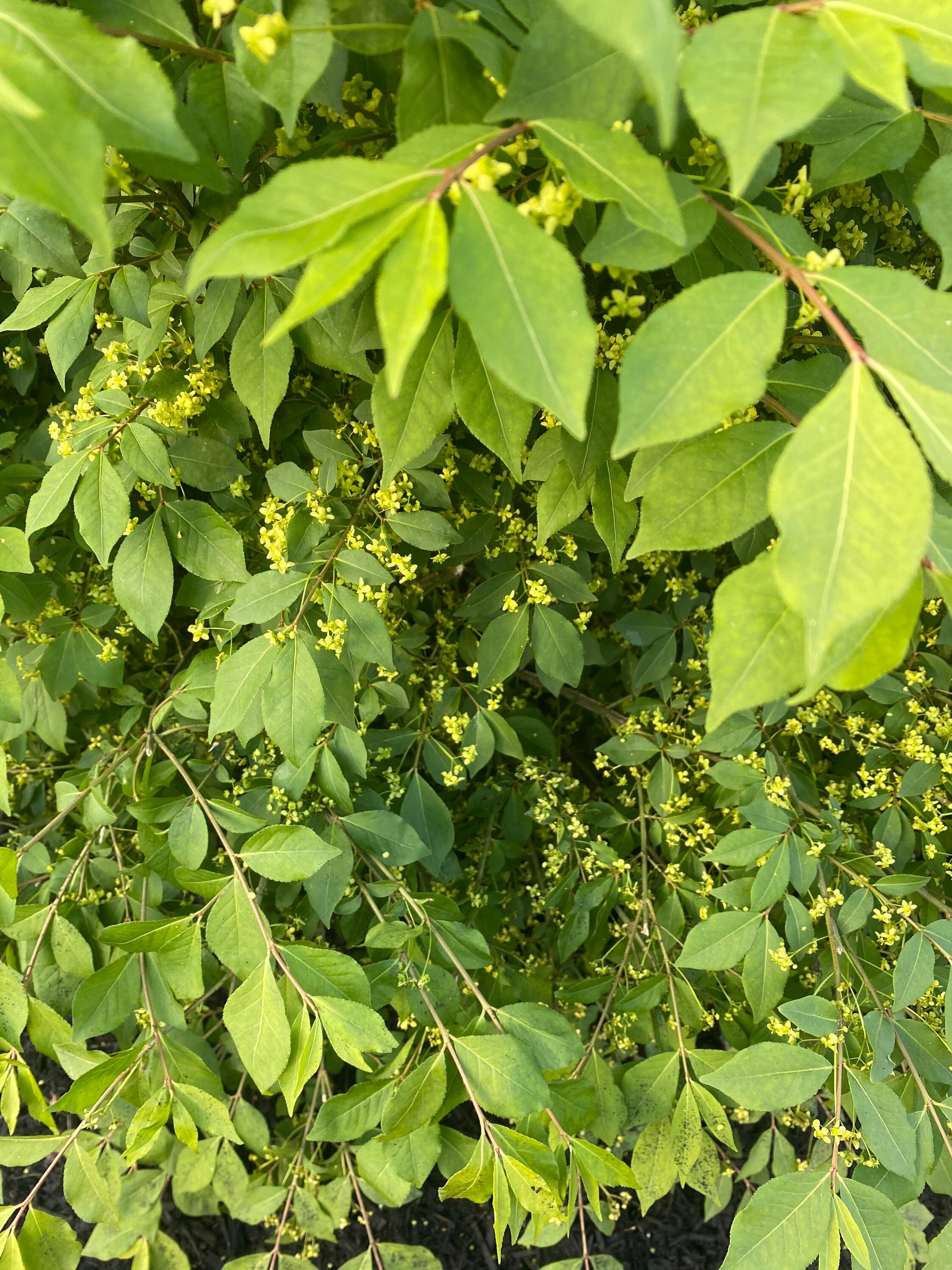 Burning Bush Clipping Unrooted - Etsy