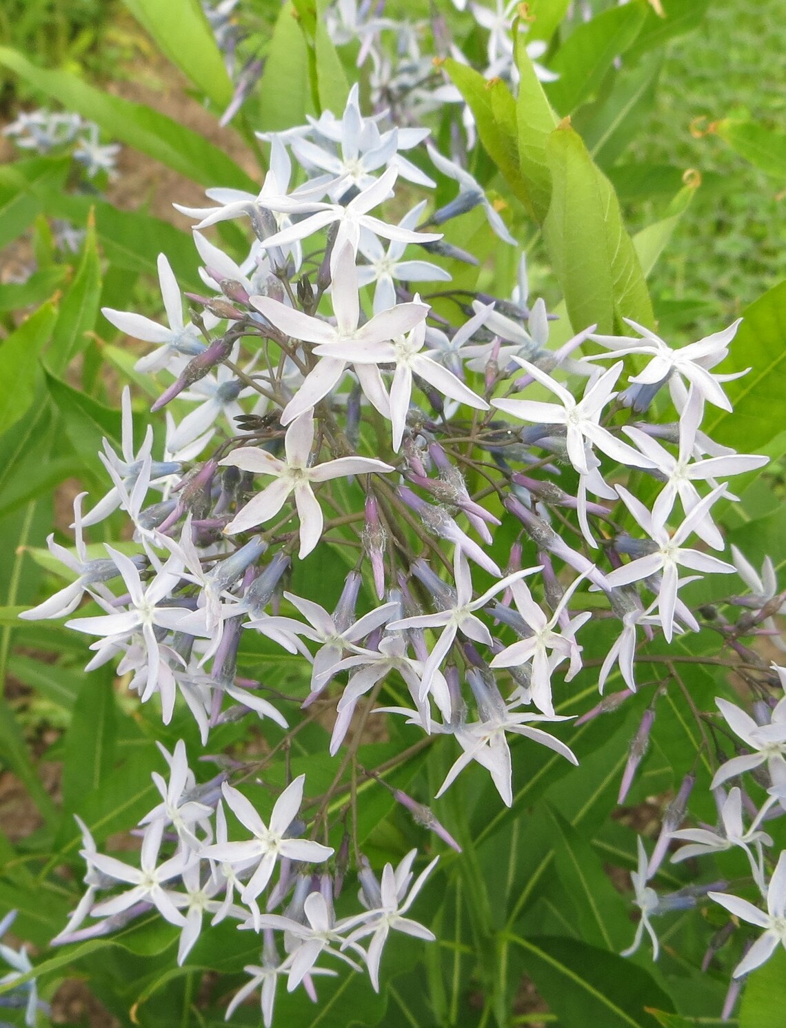 Common Bluestar Seeds Amsonia Tabernaemontana - Etsy