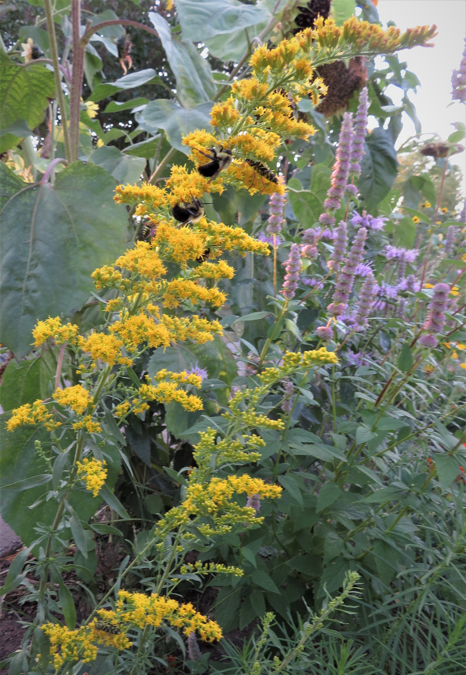 Gray Goldenrod Seeds Solidago Nemoralis Native Wildflower - Etsy