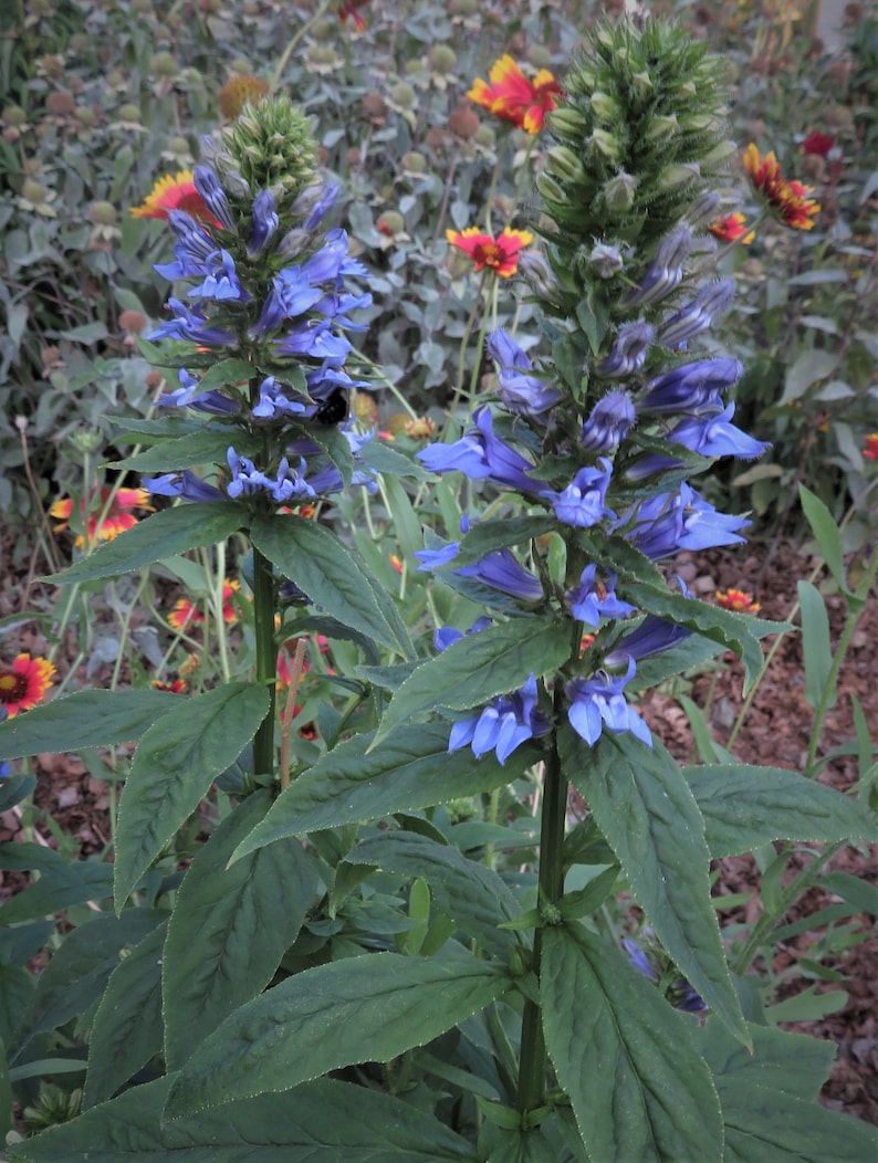 Great Blue Lobelia Seeds: Pollinator-friendly Wildflower - Etsy